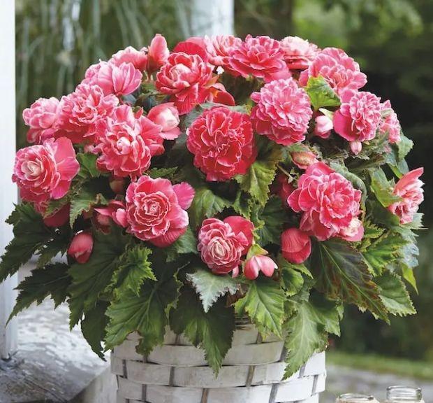 Begonia Flowers: Vibrant Blooms to Brighten Your Space