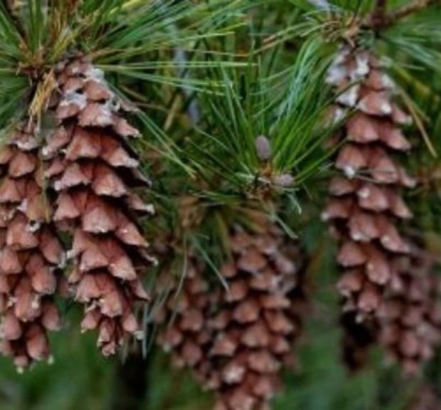 Discover the Wonders of Conifer Plants: Evergreen Splendor