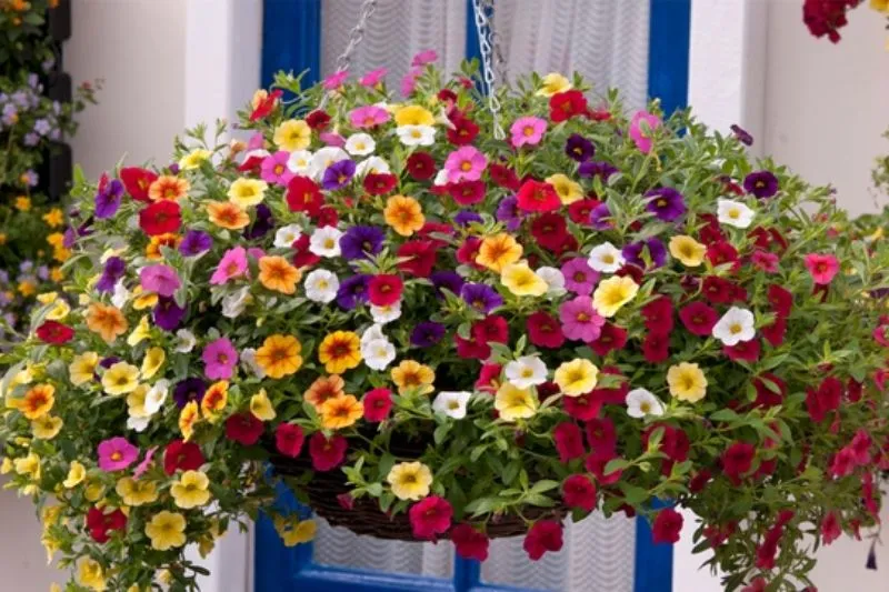 Mini Petunia Delights: Discover the Charm of Petite Blooms